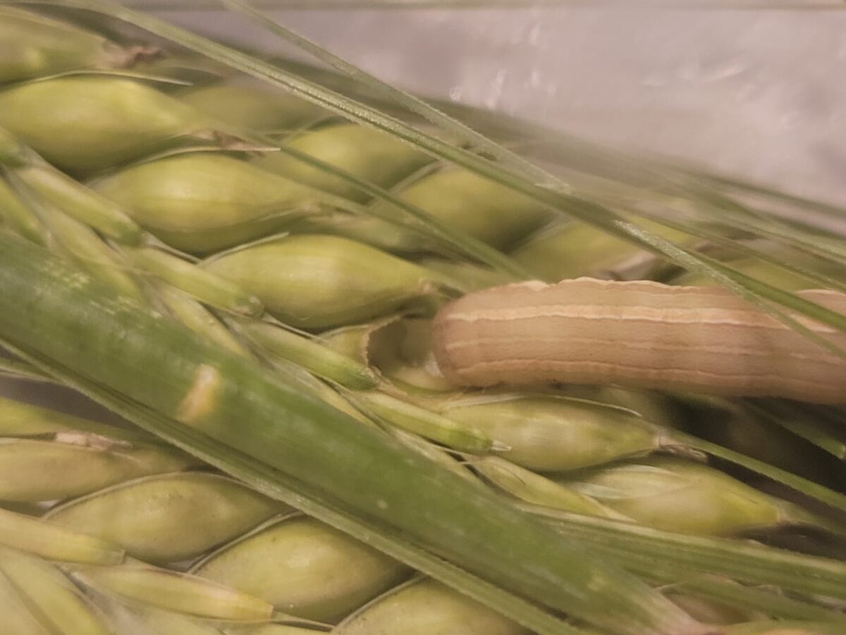 Isocas en Trigo y Cebada 2022 - Viento Sur